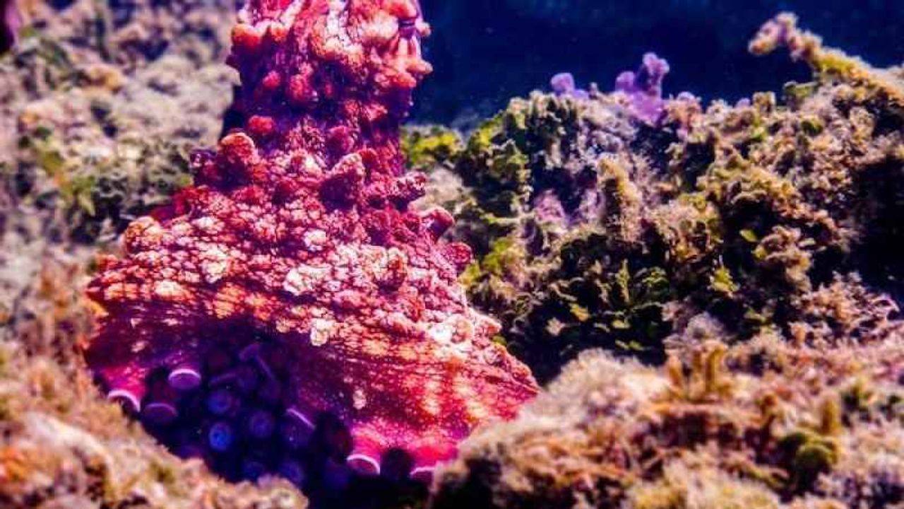 Adaptasyon Nedir? Neden Olur? - Son Dakika Adana Haberleri