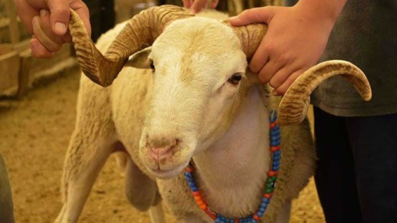 Bayrama Az Bir Zaman Kaldı: İşte Kurban Bayramıyla İlgili Merak Edilenler - Son Dakika Adana ...